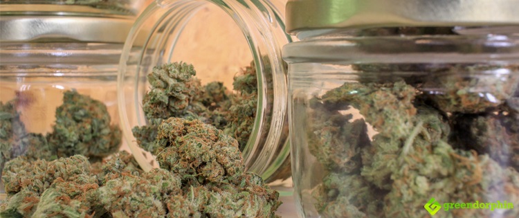 All You Need To Know To Be A Budtender | Greendorphin.com