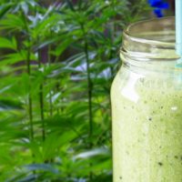 Bhang: India’s Centuries Old Cannabis Tradition Still Thriving Today ...