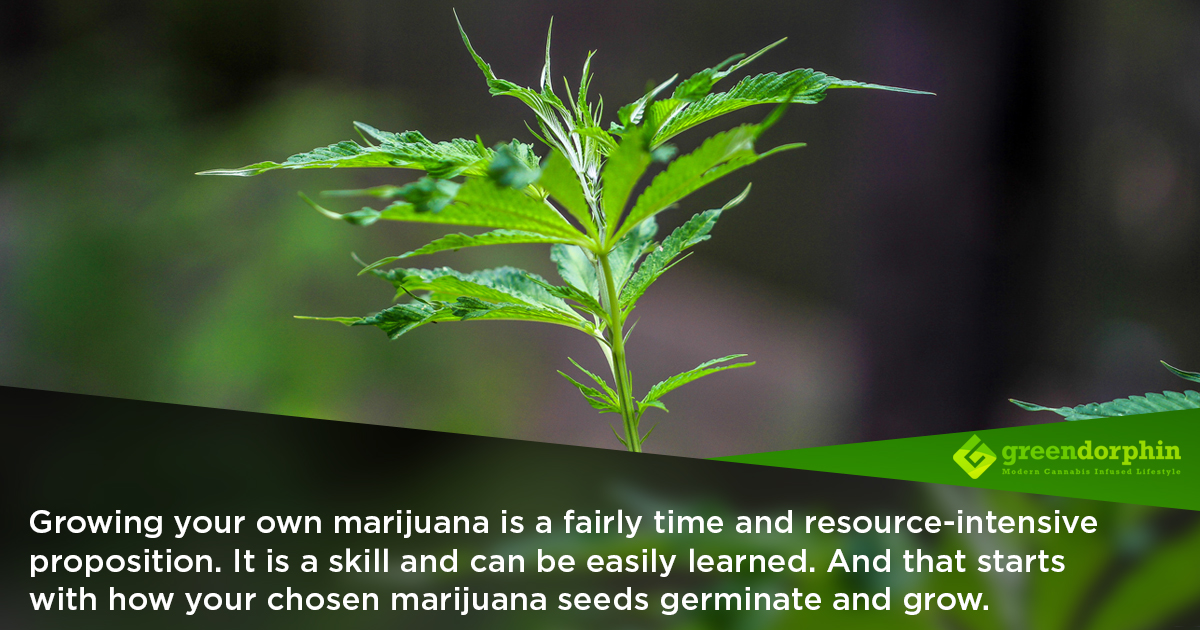 Cannabis Seeds Explained l Growing Your Own Cannabis