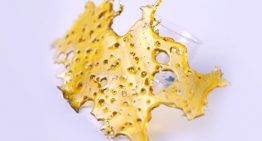 Cannabis Concentrates 101