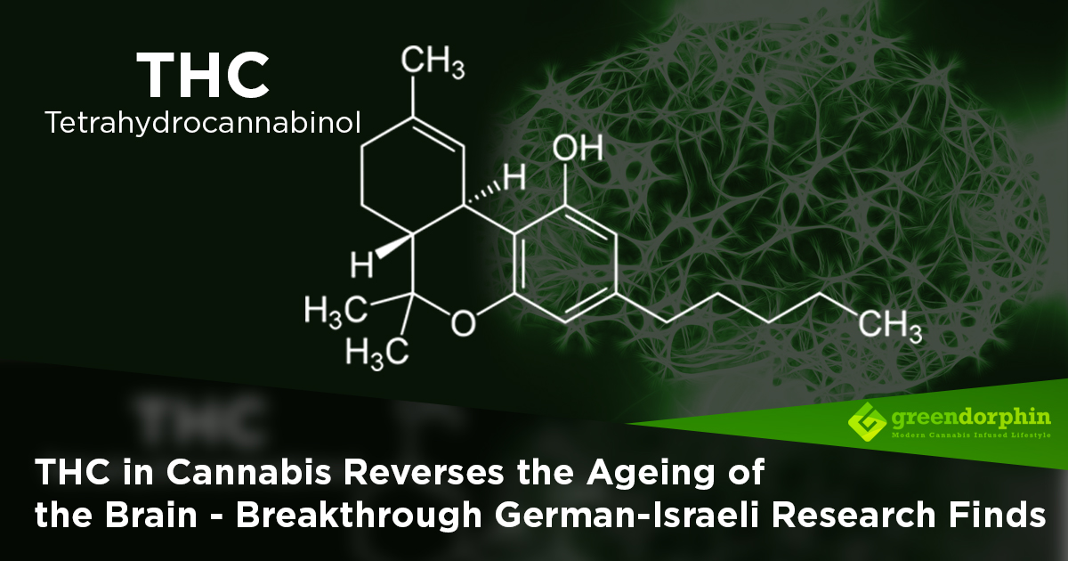 THC in Cannabis Reverses the Ageing of the Brain